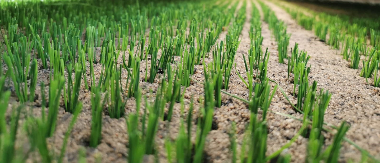 Hydrofields – Rush Uden